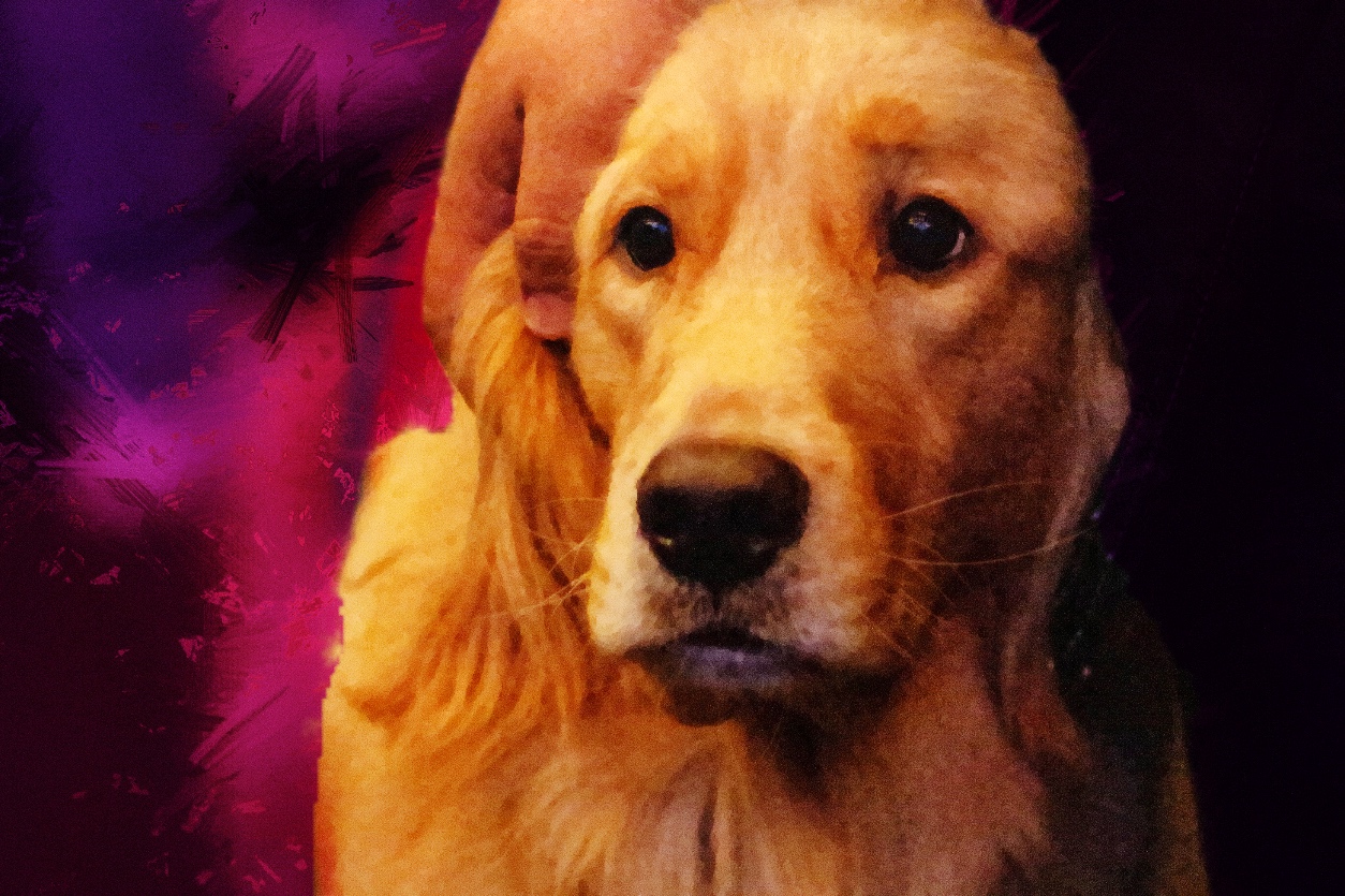 WHAT TO DO WHEN YOUR DOG STARTS TO ACT OUT Dandy In The Bronx